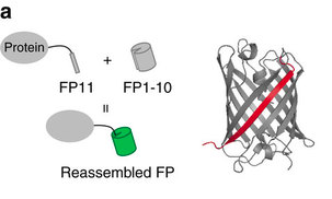 Split GFP and RNA-Binding CRISPR/Cas9 For Protein And RNA Fluorescence ...